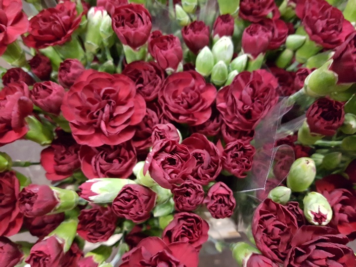 Dunkel Rot / Spray nelken / Webshop - H&C Blumen